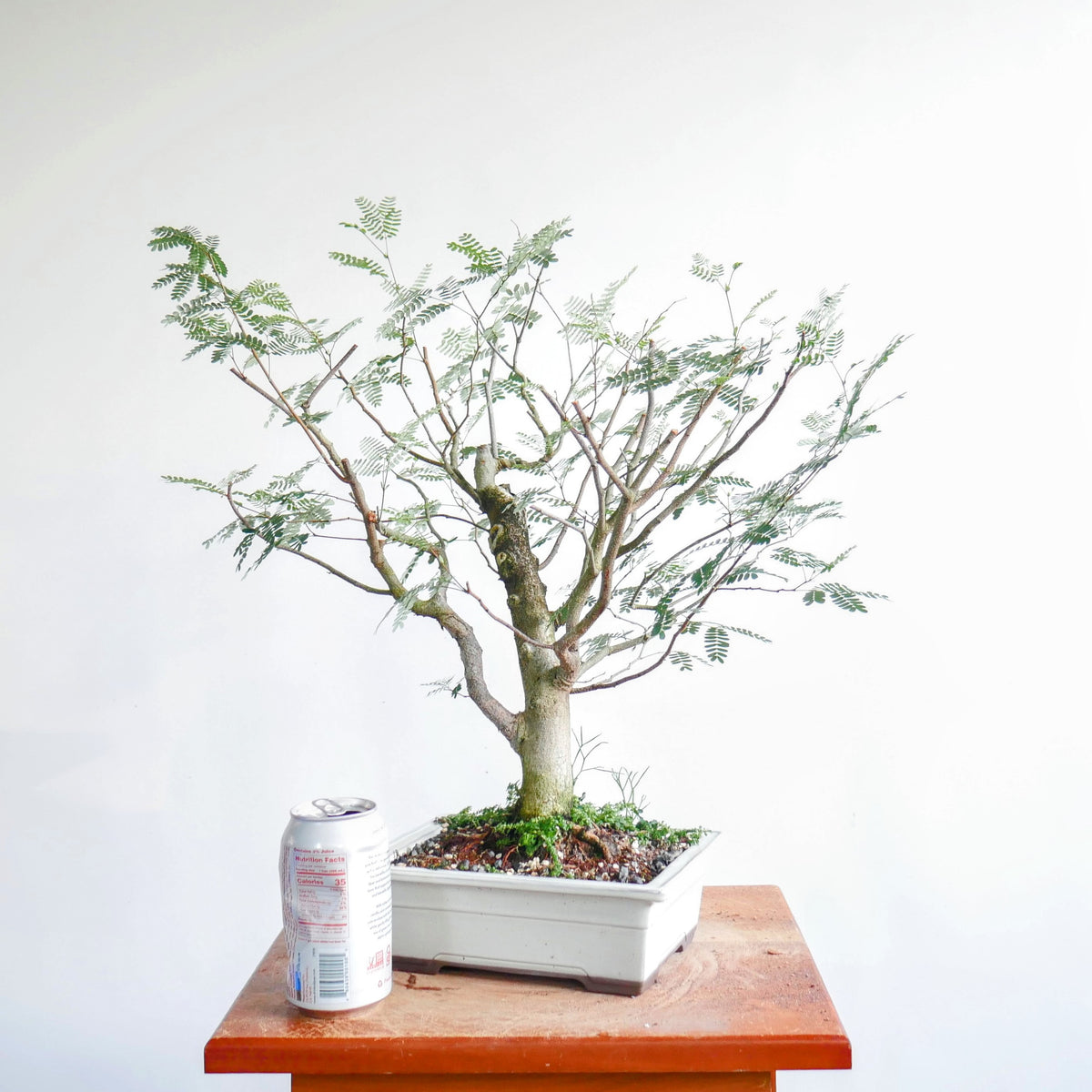 Potted False Tamarind Pre-Bonsai (Sabicu) – BryanLovesBonsai